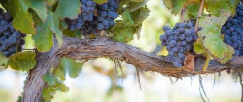 The (Third) R of Discipleship: Remain – North Coast Church Single ...